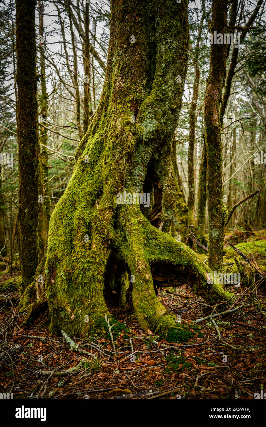 Outdoor scenery with an arching tree hi-res stock photography and ...