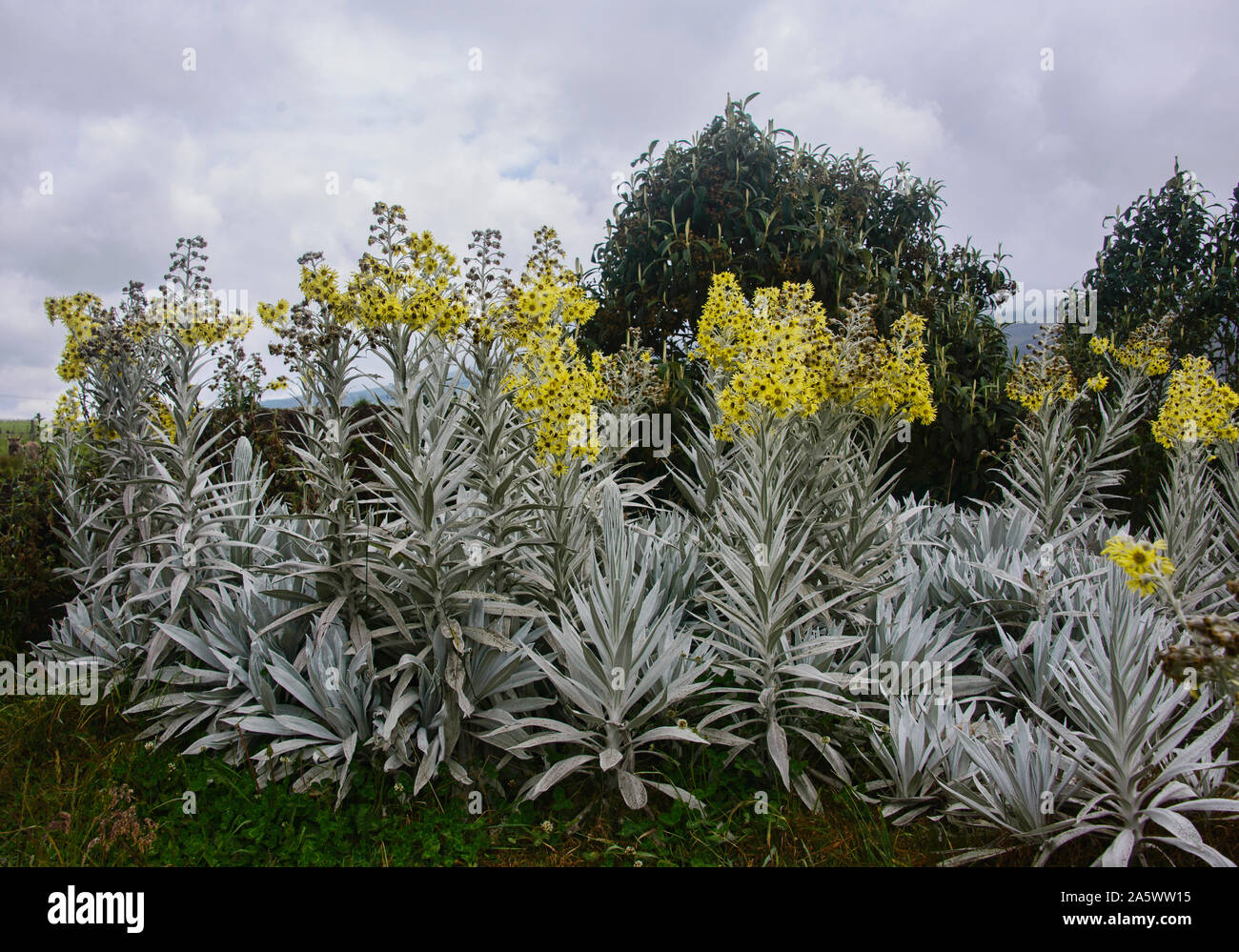 Paramo flowers hi-res stock photography and images - Alamy