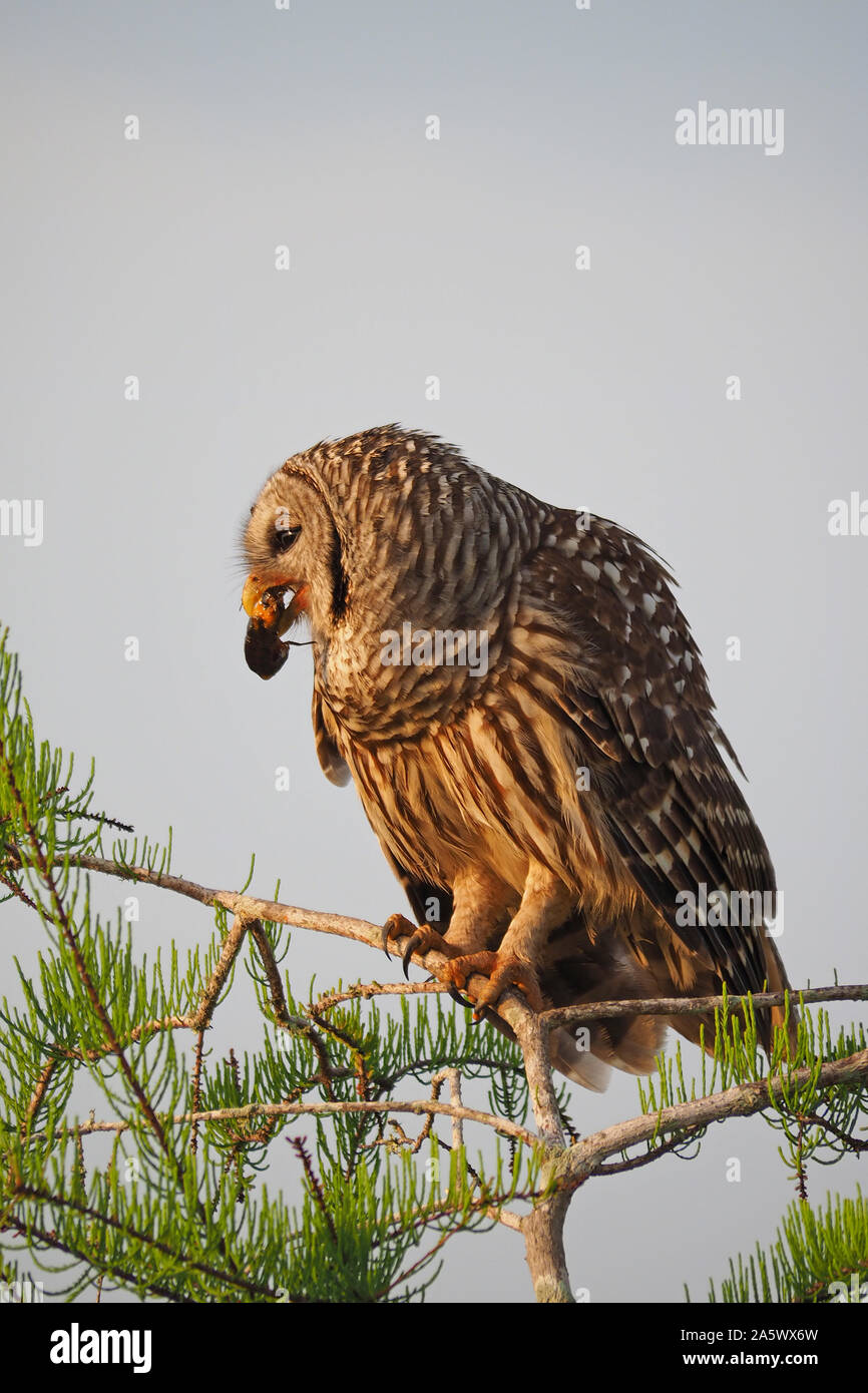 Everglades crayfish hi-res stock photography and images - Alamy