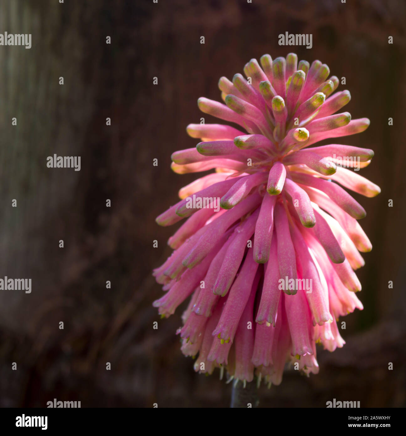 Tubular long petals hi-res stock photography and images - Alamy