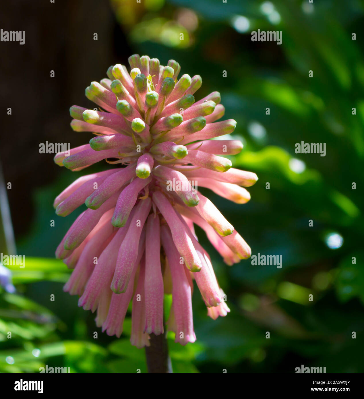 Long spike shape green leaves hi-res stock photography and images - Alamy