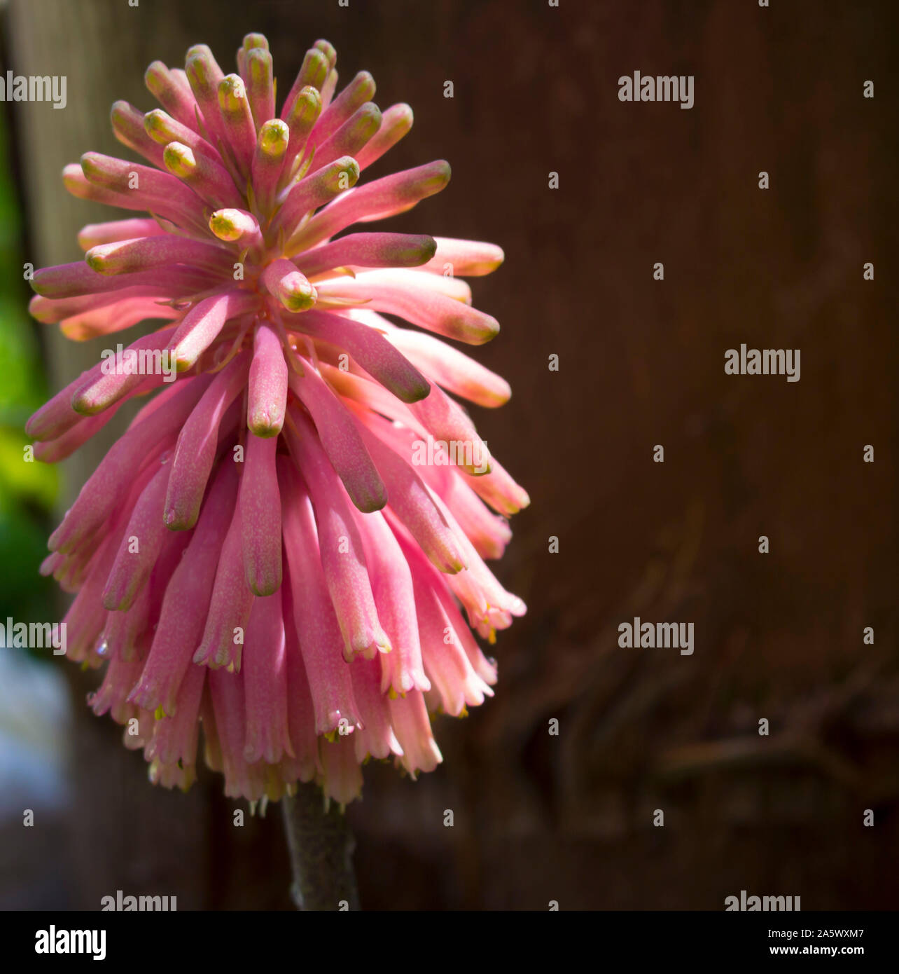 Tubular long petals hi-res stock photography and images - Alamy