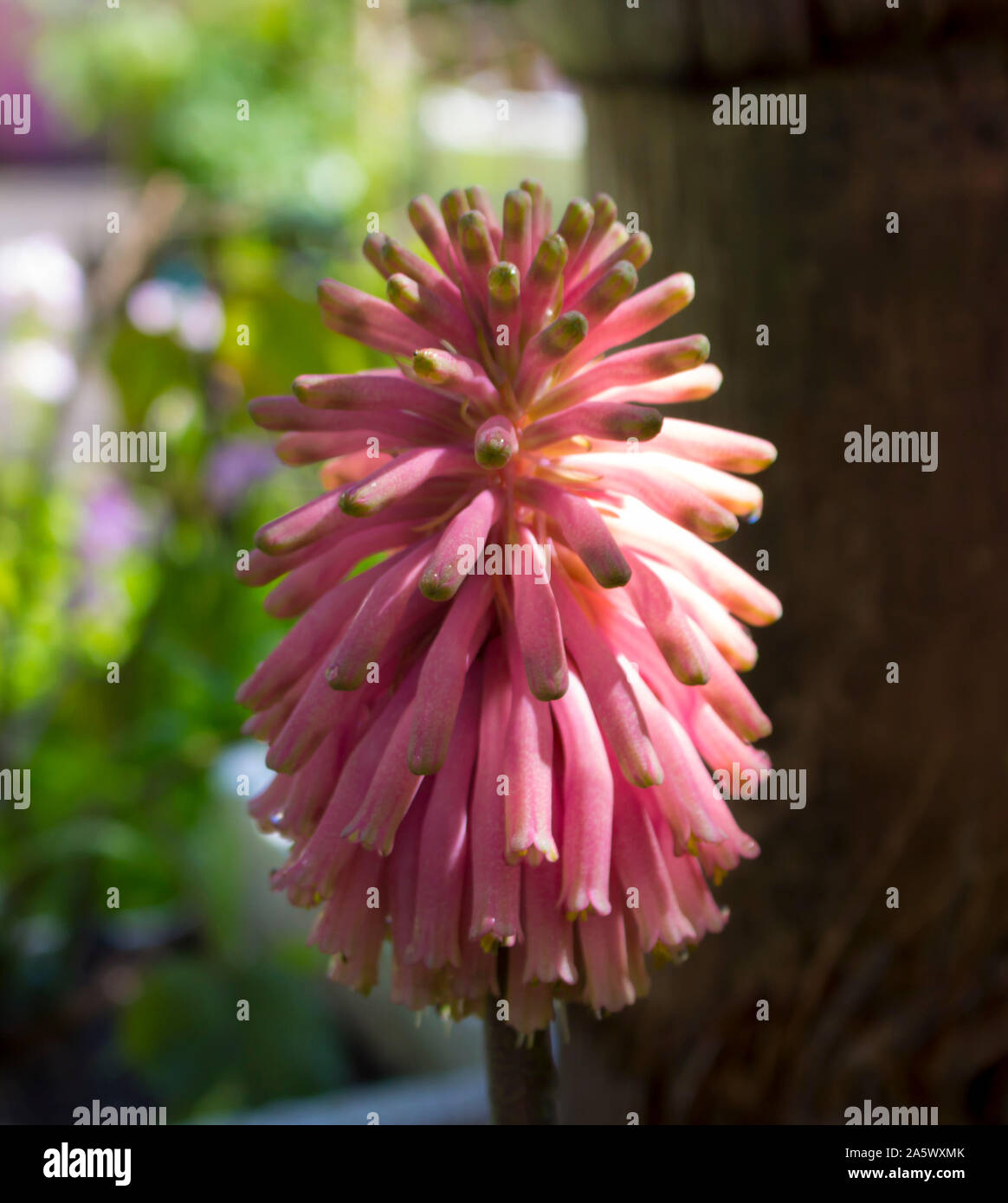 Long spike shape green leaves hi-res stock photography and images - Alamy