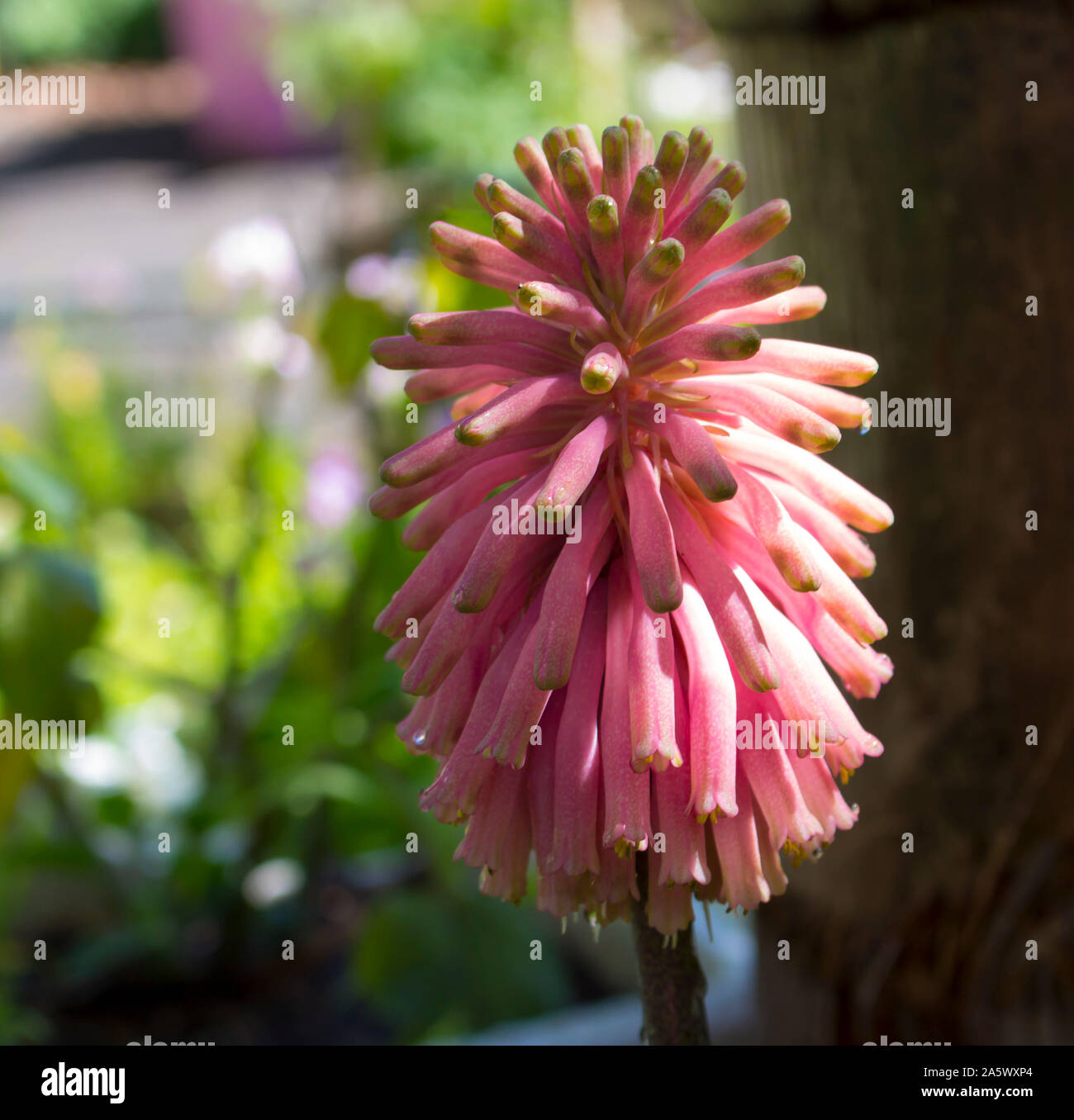 Tubular long petals hi-res stock photography and images - Alamy