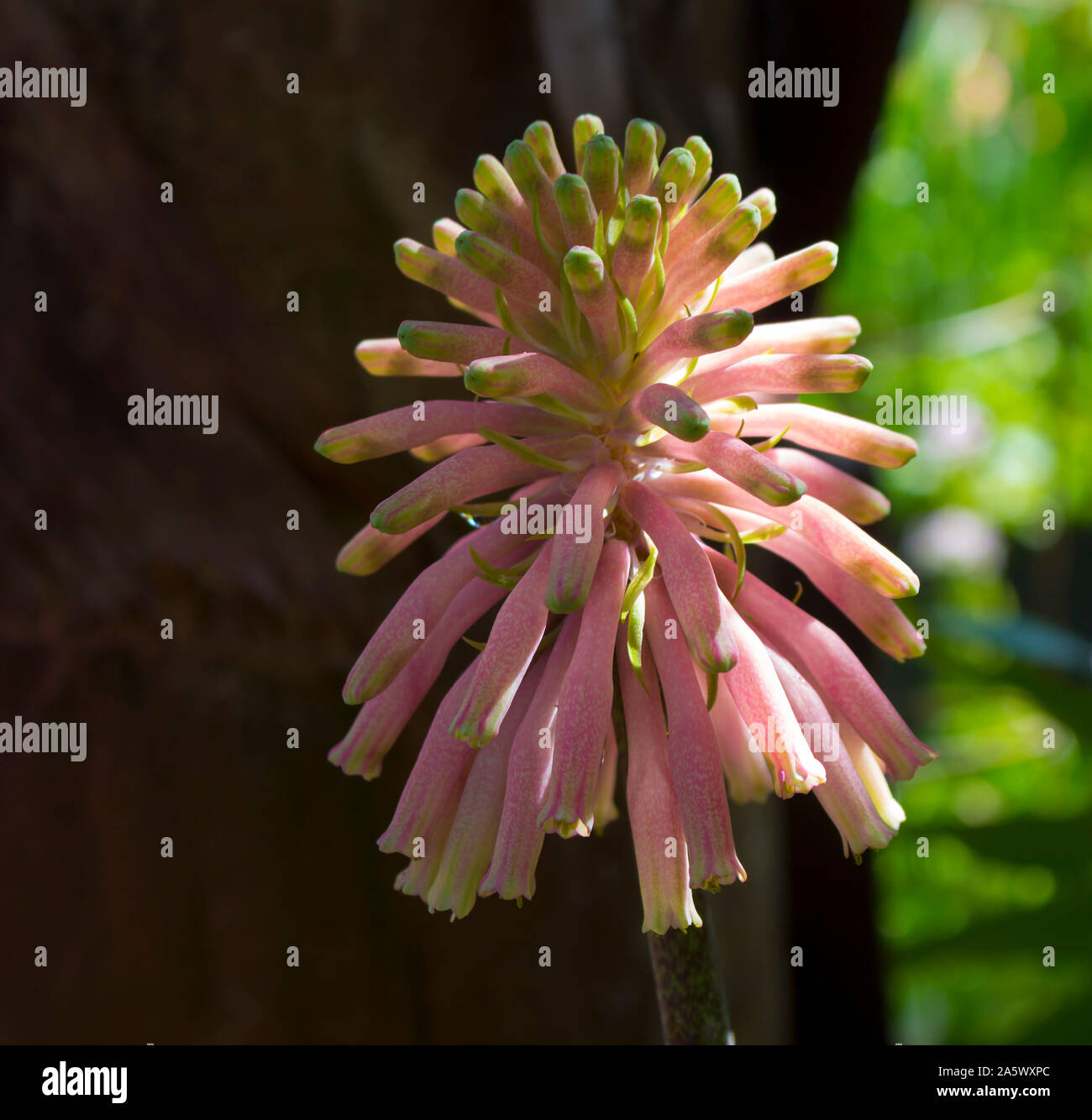 Beautiful unusual and dainty tubular Lily of the Veldt vallelonga ...