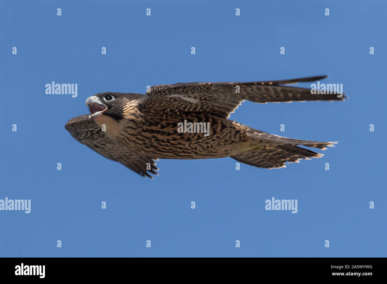 Peregrine falcon australia hi-res stock photography and images - Alamy
