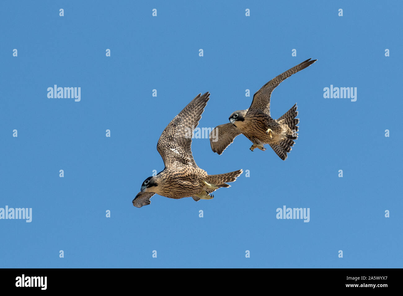 Peregrine falcon fledging hi-res stock photography and images - Alamy