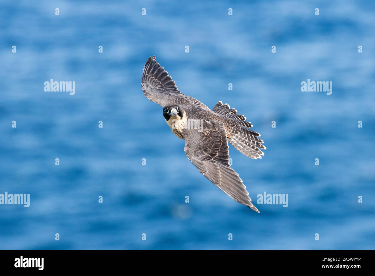Peregrine falcon australia hi-res stock photography and images - Alamy