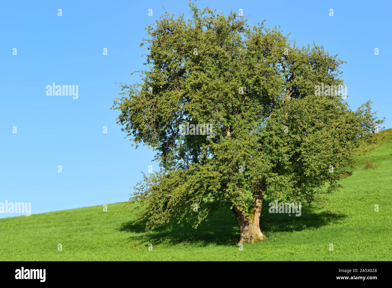 A big green deciduous tree stands in a green meadow on a gentle hill in ...