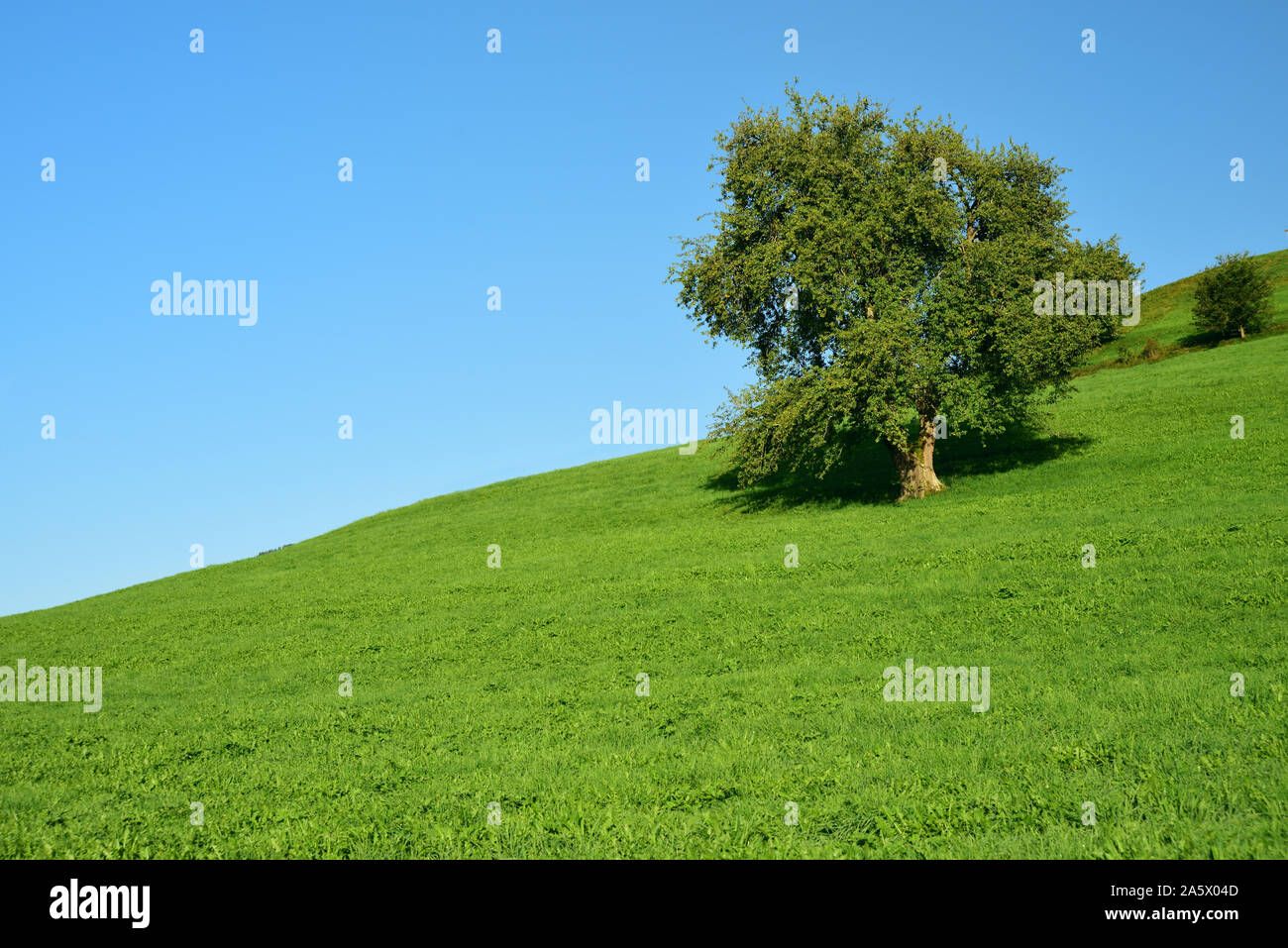 A big green deciduous tree stands in a green meadow on a gentle hill in ...