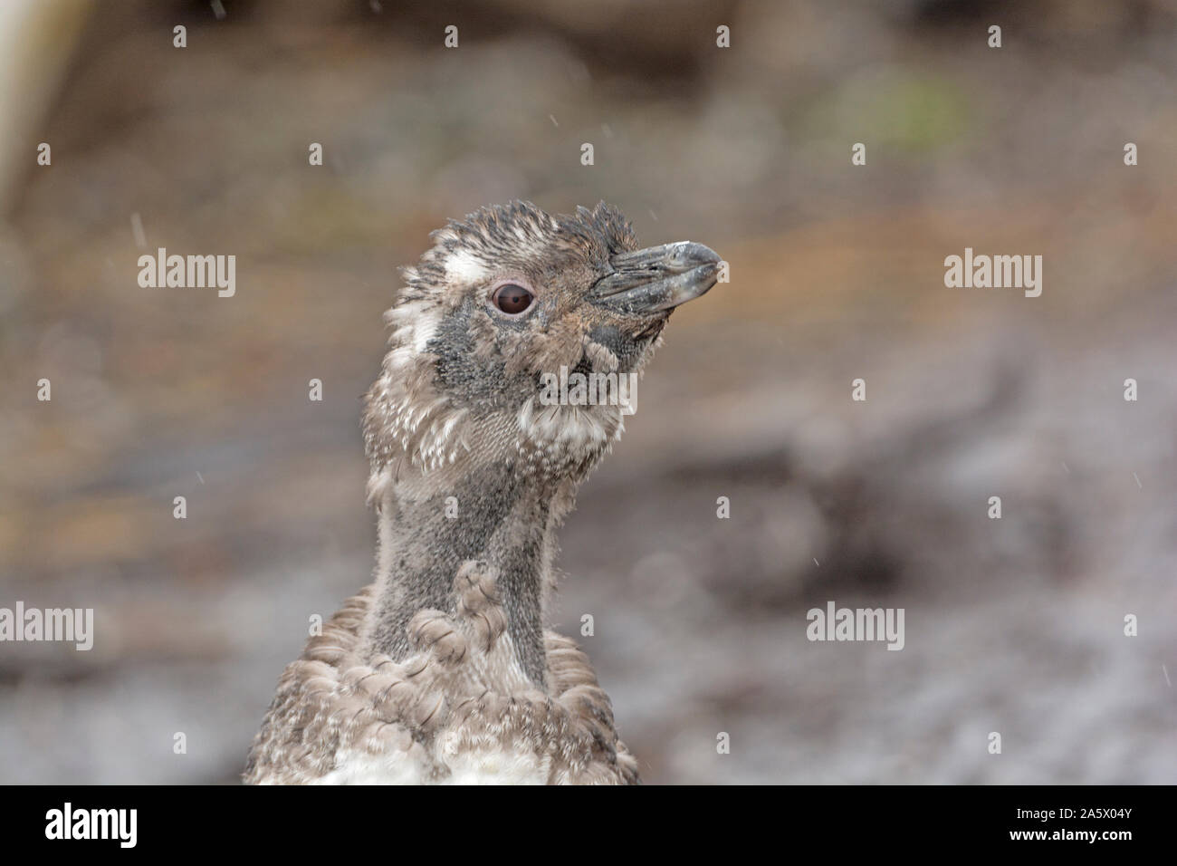 Molting penguin hi-res stock photography and images - Alamy