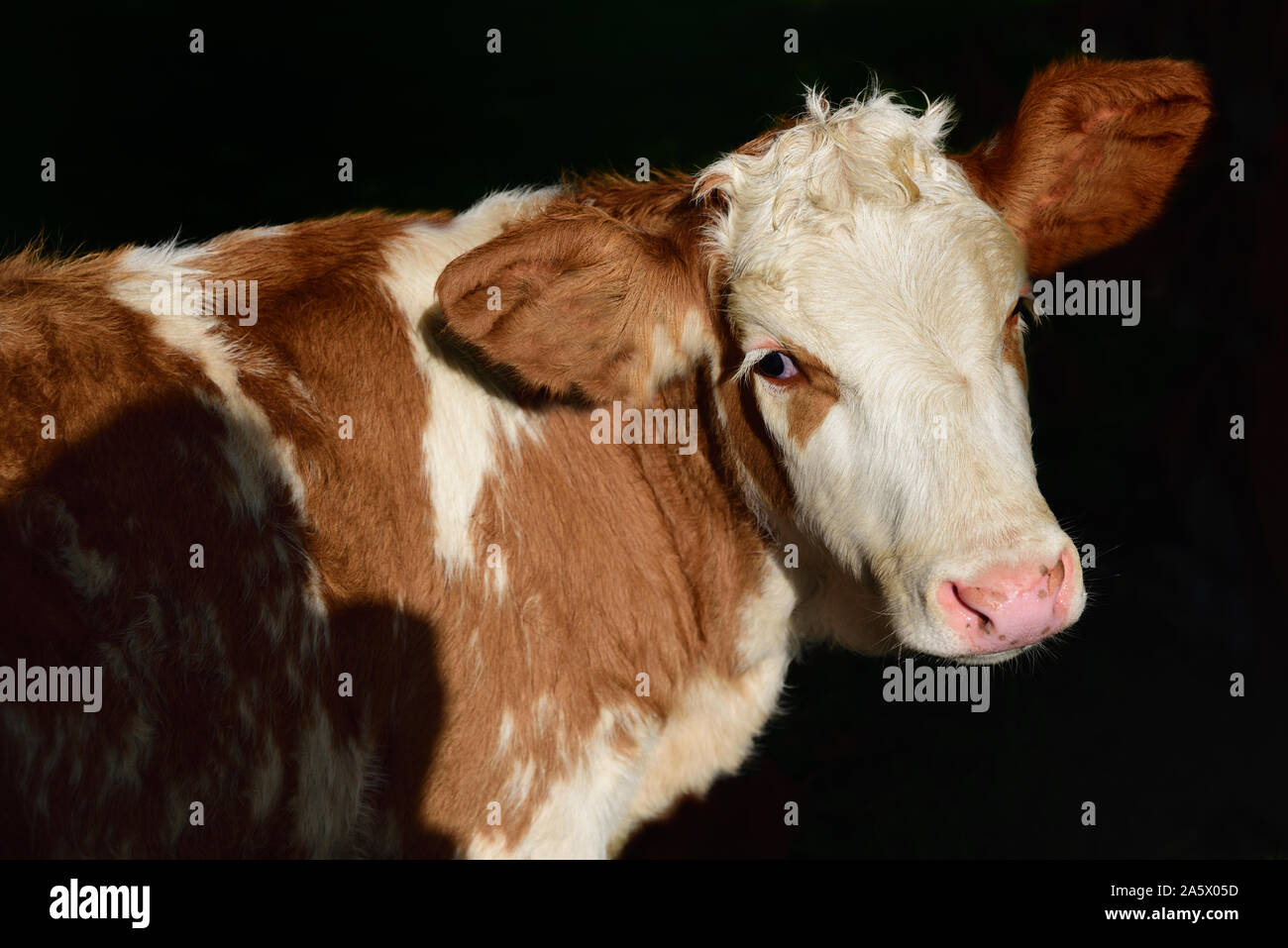 Male calf white hi-res stock photography and images - Alamy