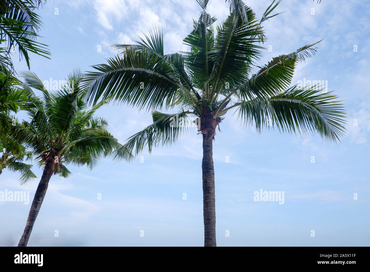 Coconut tree background Tropical tree Stock Photo - Alamy