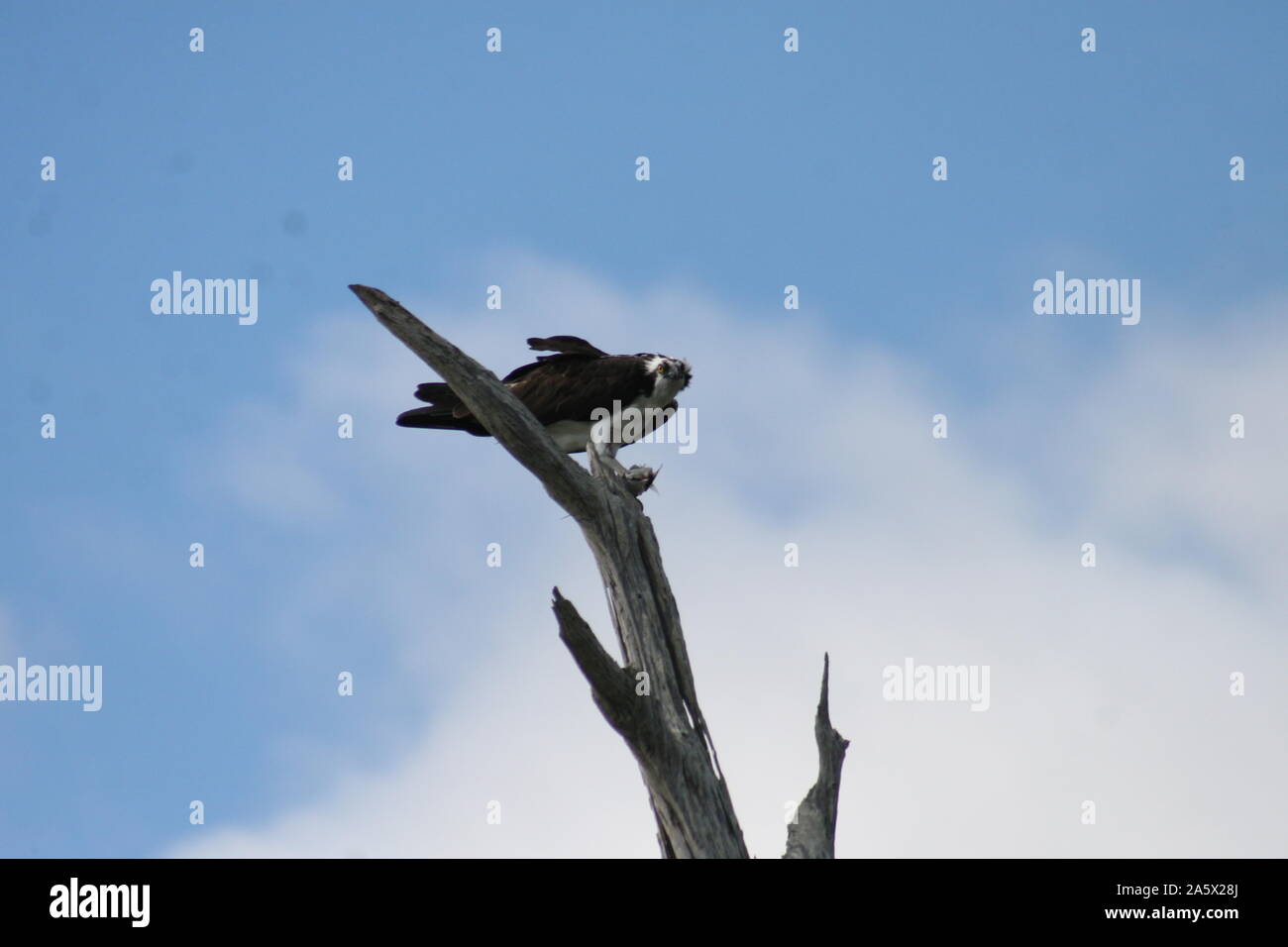 Bird of prey eating fish Stock Photo - Alamy