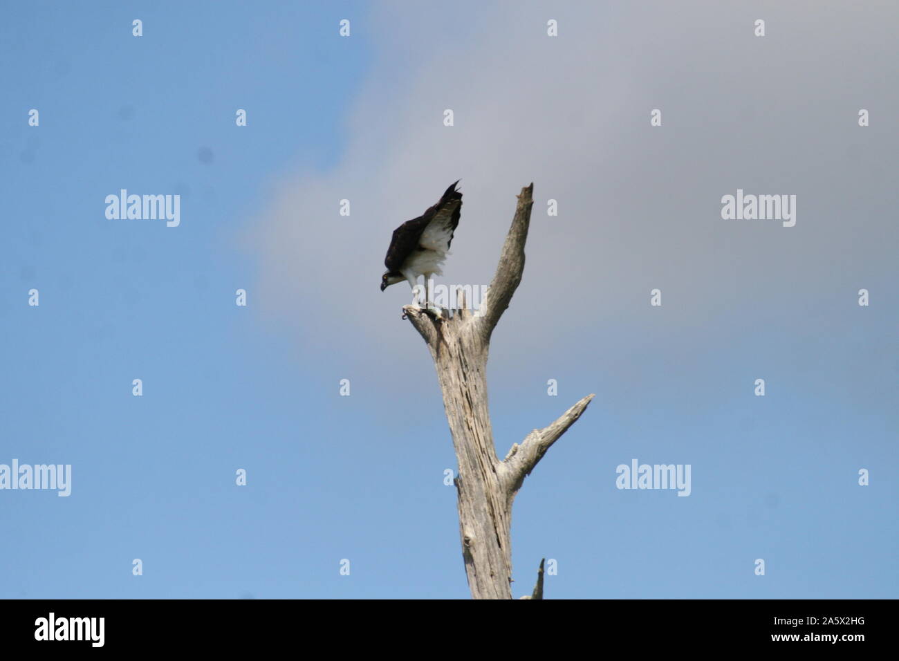 Over lunch hi-res stock photography and images - Alamy