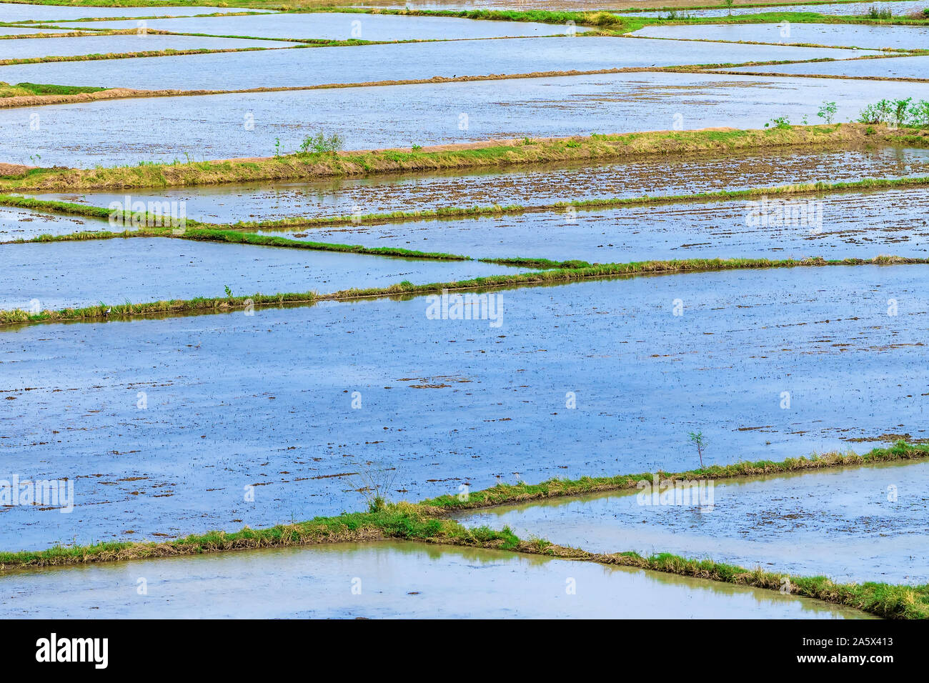 Scenery of flooded rice paddies. Agronomic methods of growing rice with ...