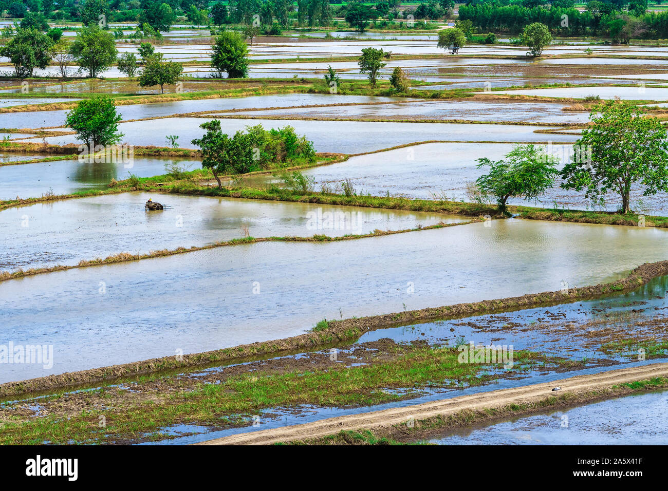 Scenery of flooded rice paddies. Agronomic methods of growing rice with ...