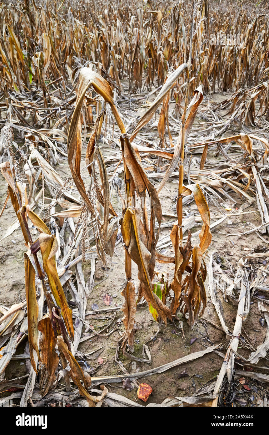 Dead corn field hi-res stock photography and images - Alamy