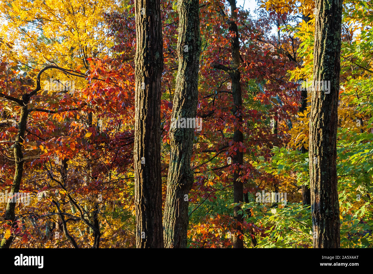 Blue ridge mountains trees hi-res stock photography and images - Alamy