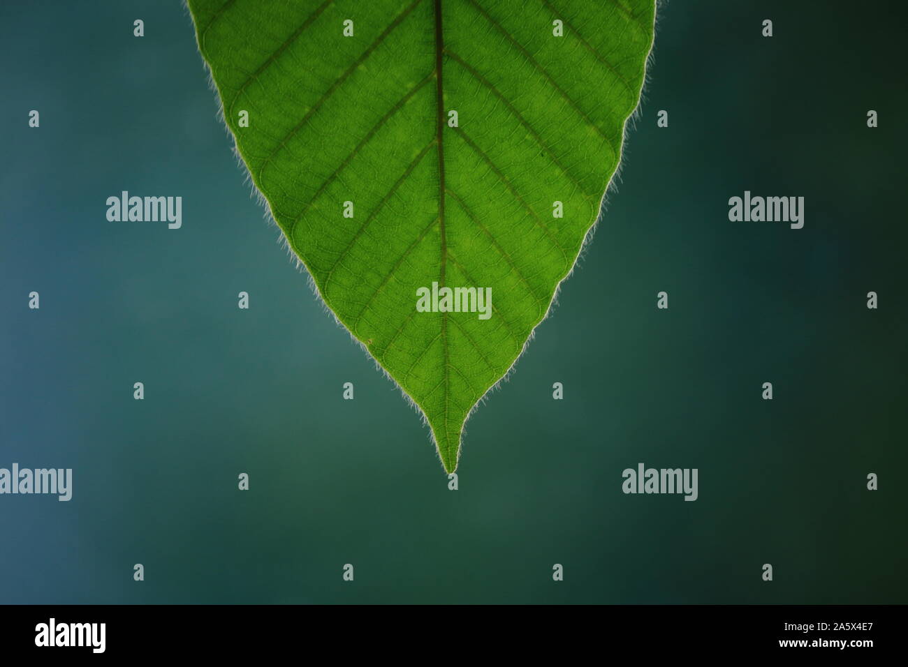 tip of green leaf. close-up of dipterocarpus leaf and vein structure ...