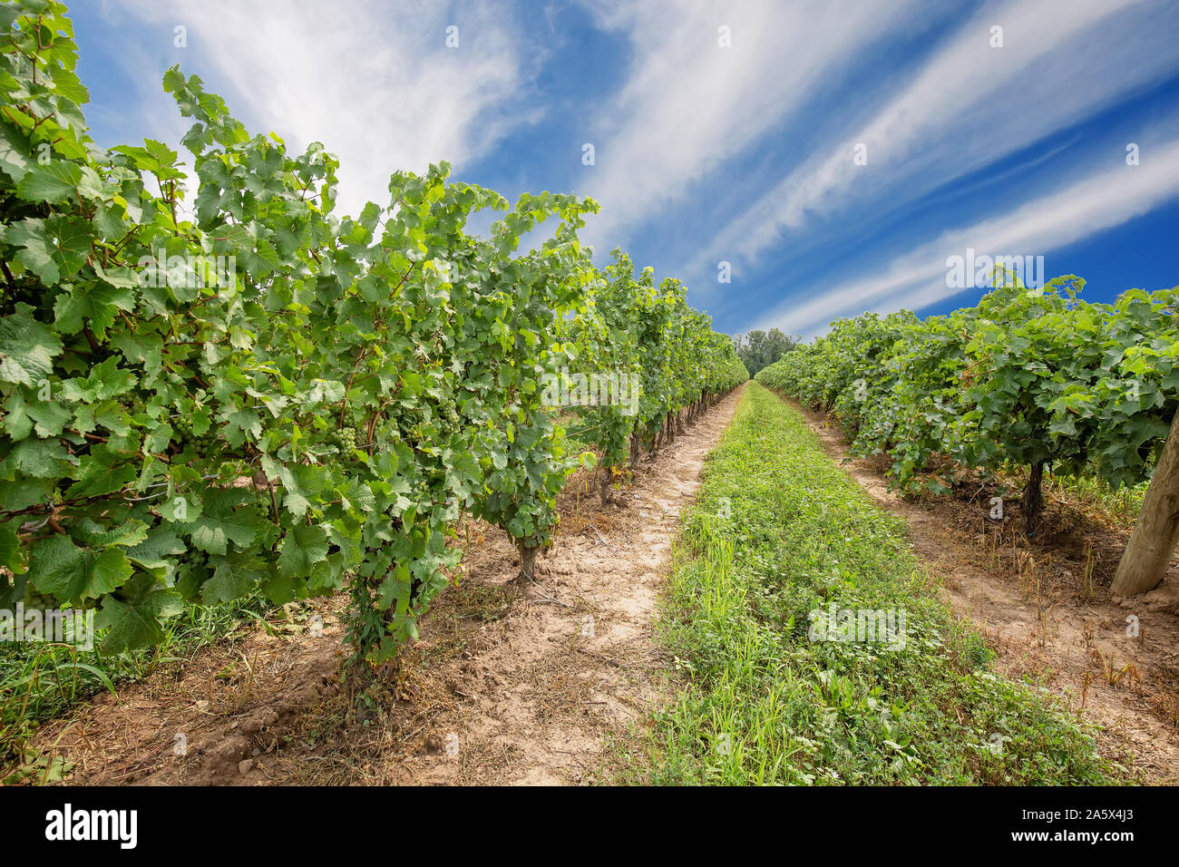 Niagara on the Lake Grape fields that produce famous Ontarian wine and ...