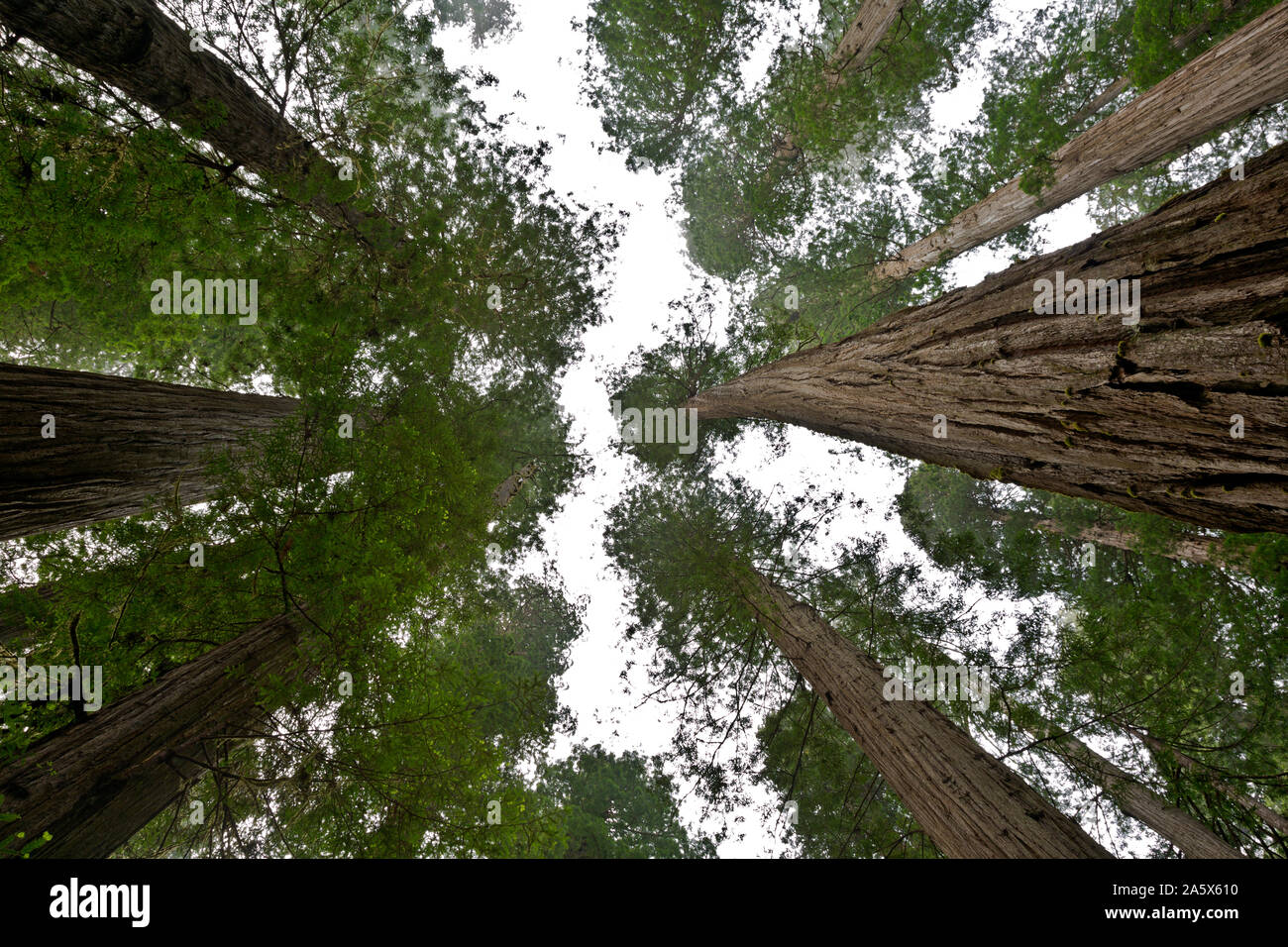 CA03756-00...CALIFORNIA - View of the redwood trees from the forest ...