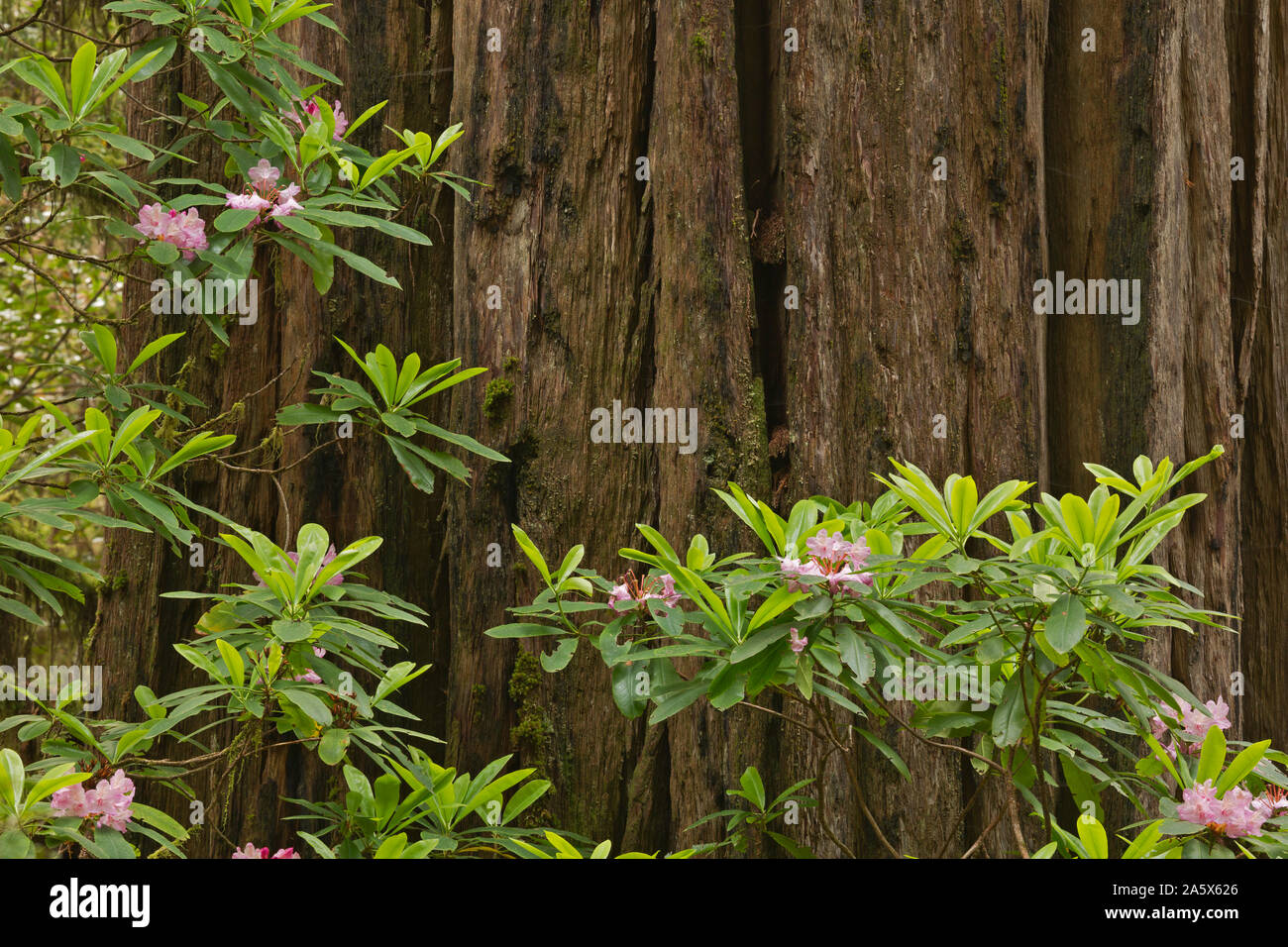 CA03757-00...CALIFORNIA - Rhododendron in bloom near a giant redwood ...