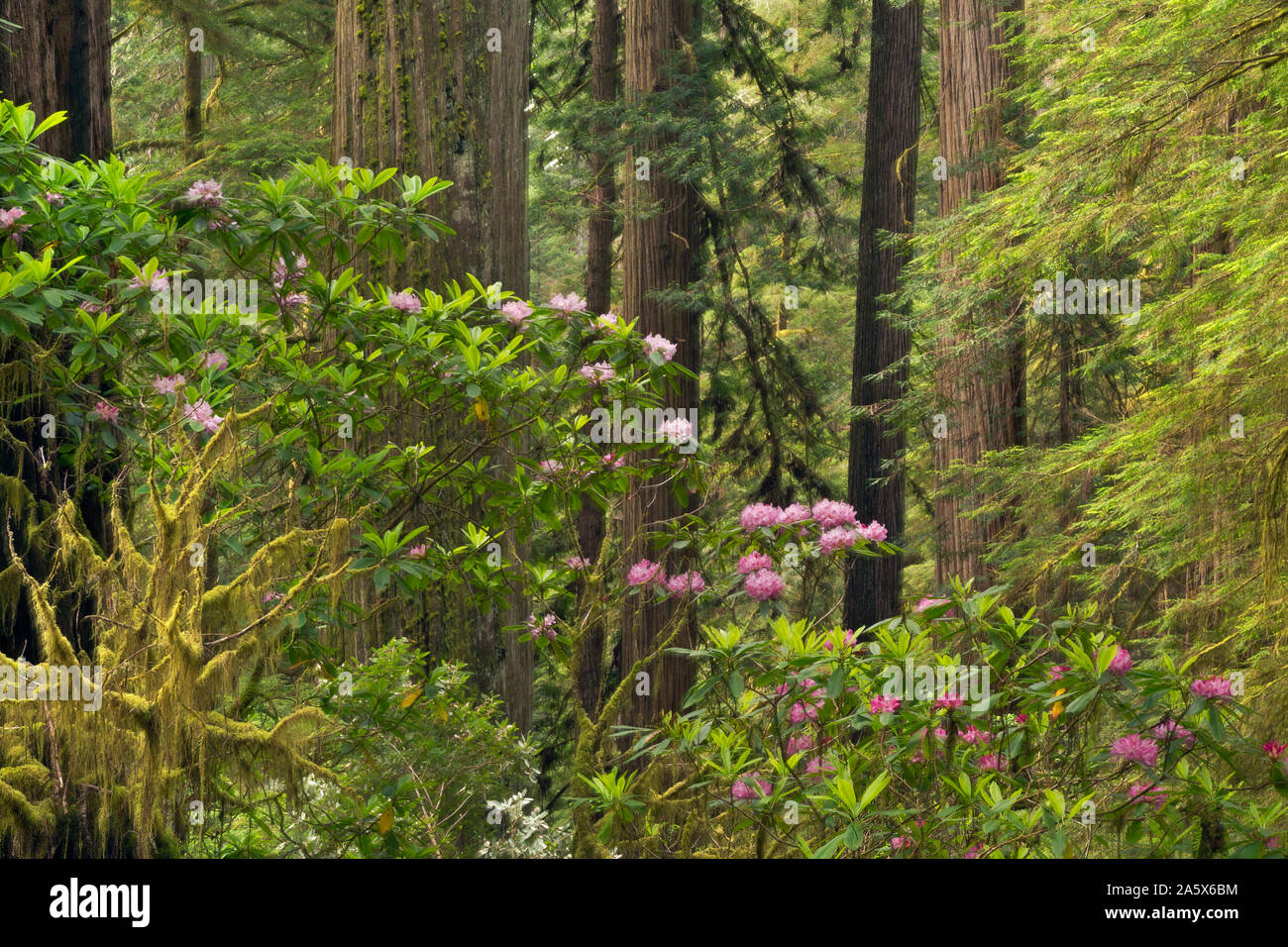 CA03761-00...CALIFORNIA - Rhododendron in bloom near a giant redwood ...