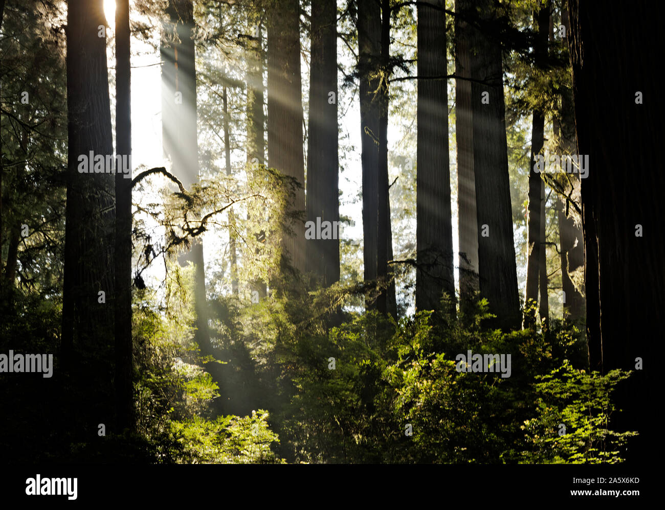 Sunshine breaking through the mist hi-res stock photography and images ...