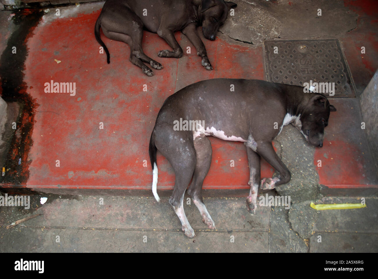 Two stray dogs sleeping on the pavement, Yangon, Myanmar, Asia Stock ...