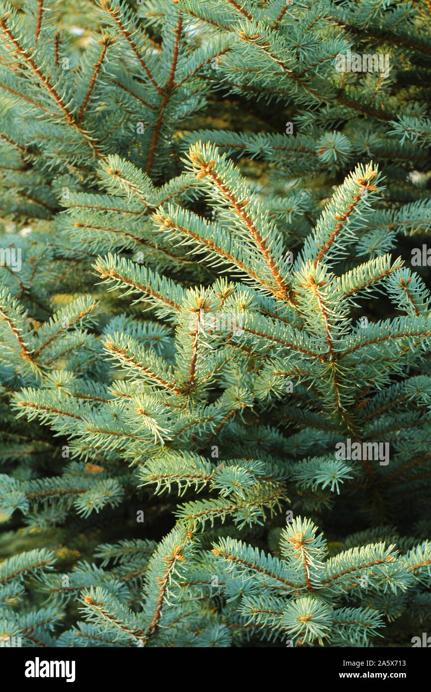 Christmas tree branches with short needles. Beautiful texture ...