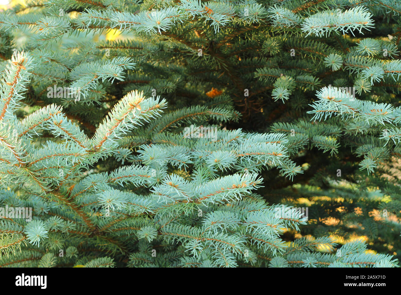 Christmas tree branches with short needles. Beautiful texture ...
