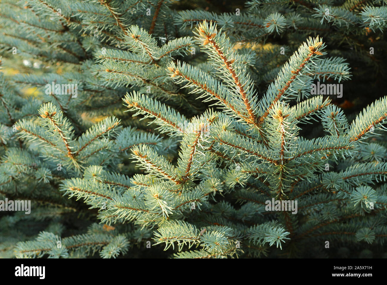 Christmas tree branches with short needles. Beautiful texture ...