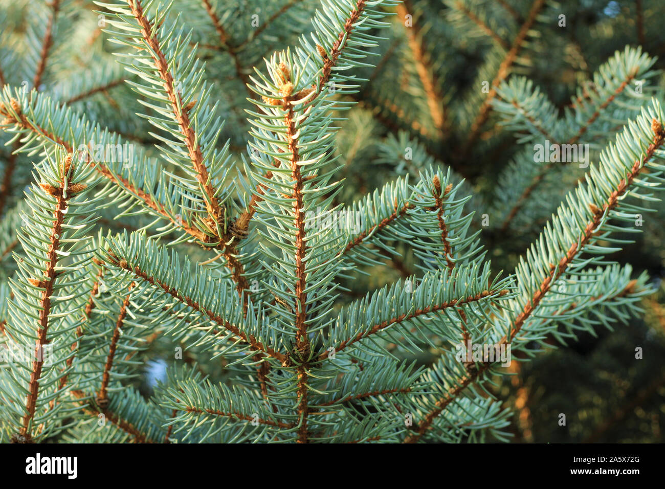 Christmas tree branches with short needles. Beautiful texture ...