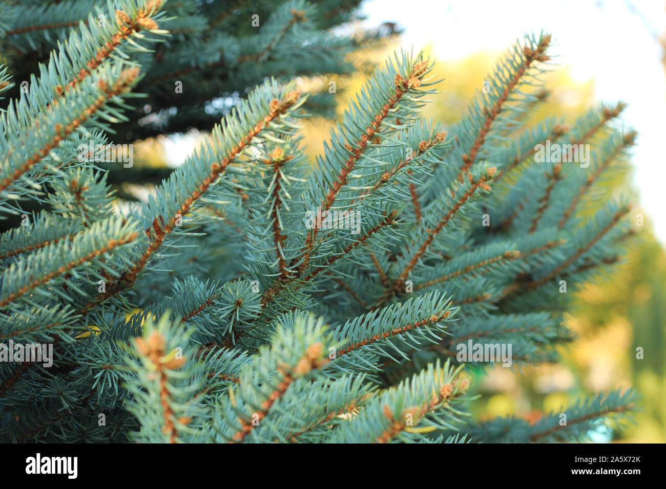 Christmas tree branches with short needles. Beautiful texture ...