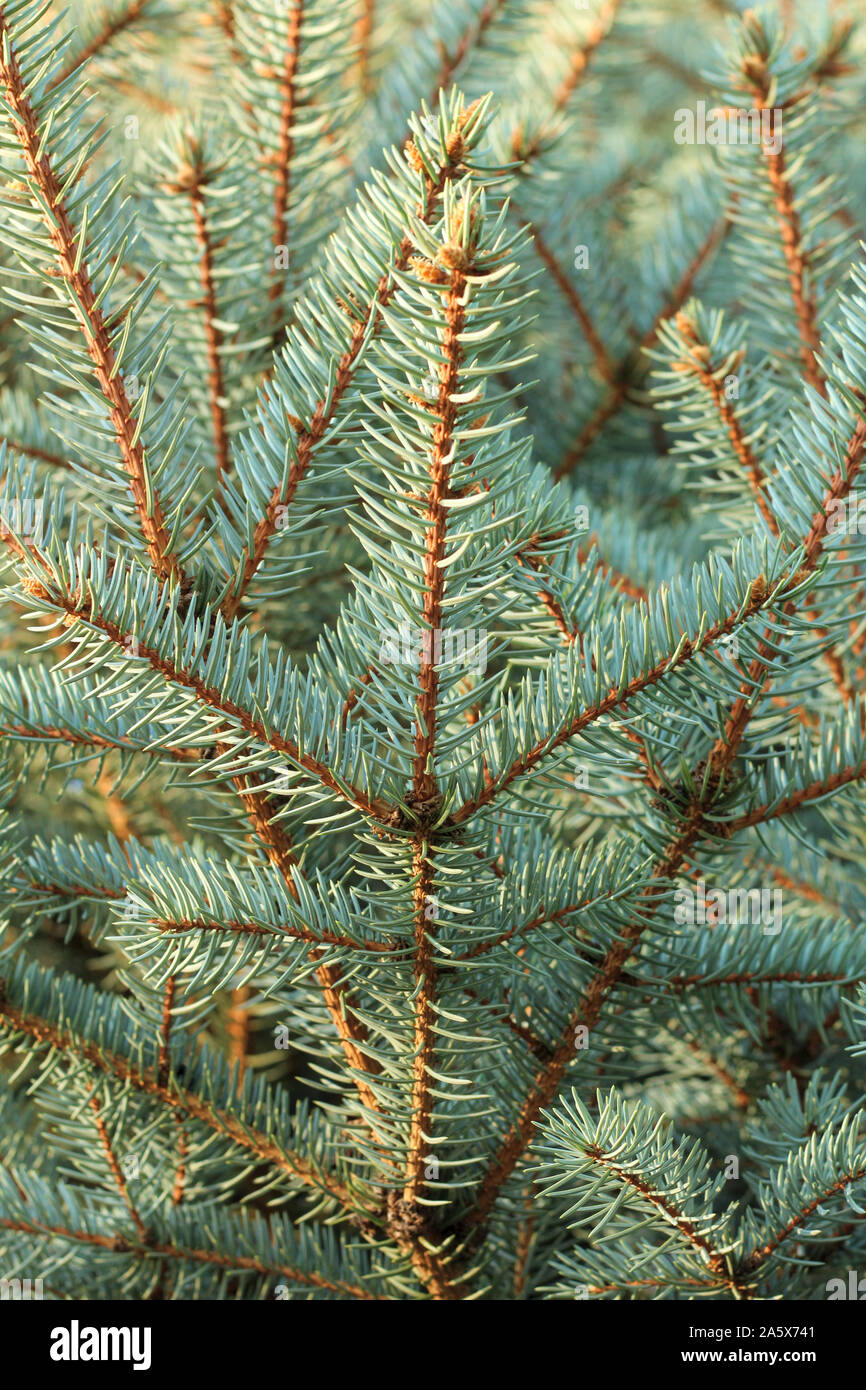 Christmas tree branches with short needles. Beautiful texture ...