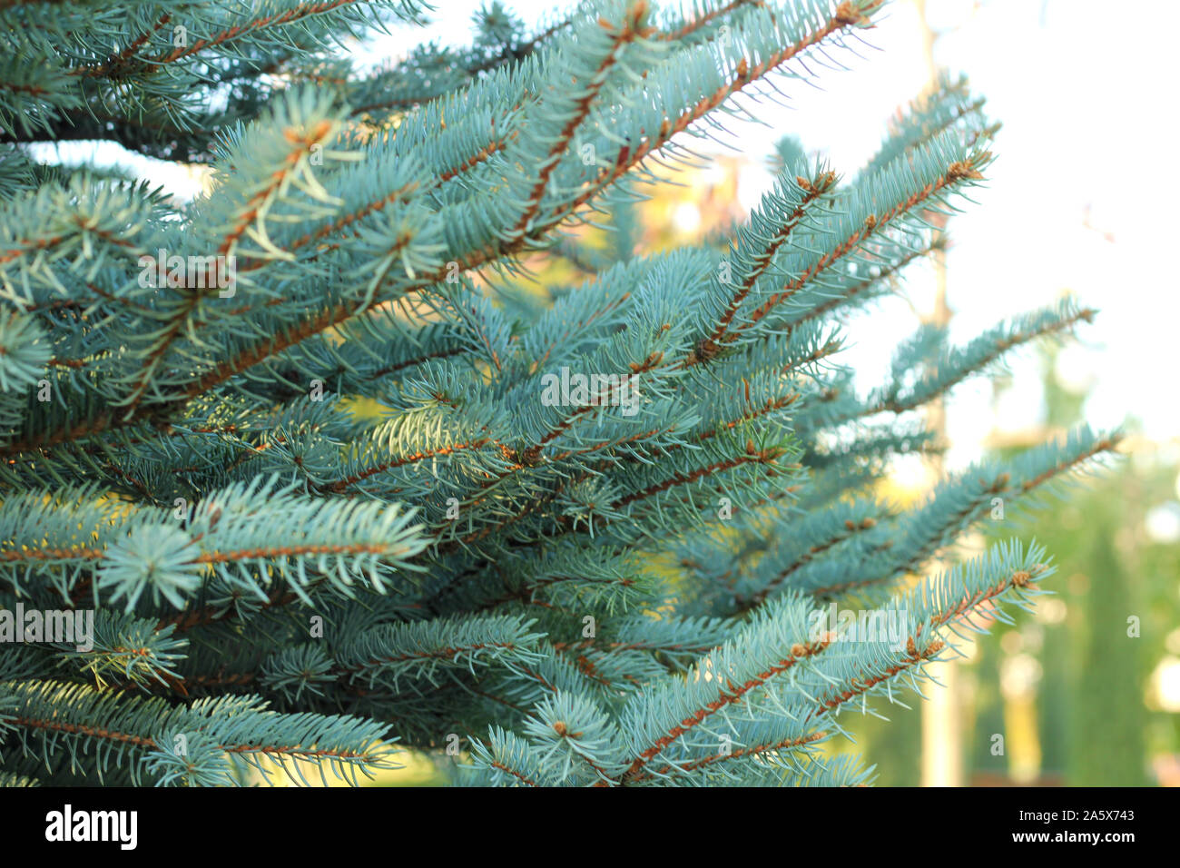 Christmas tree branches with short needles. Beautiful texture ...