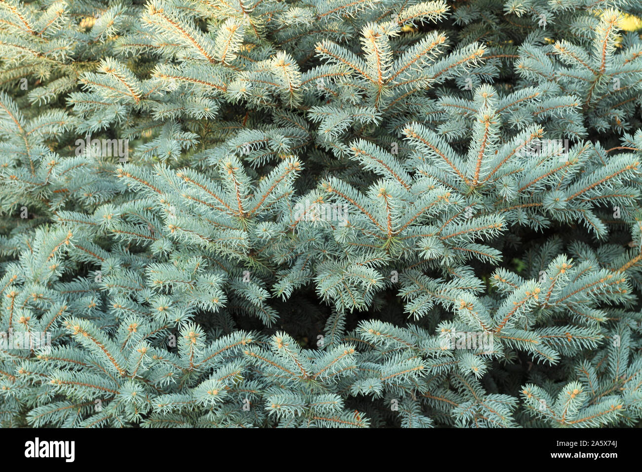 Christmas tree branches with short needles. Beautiful texture ...
