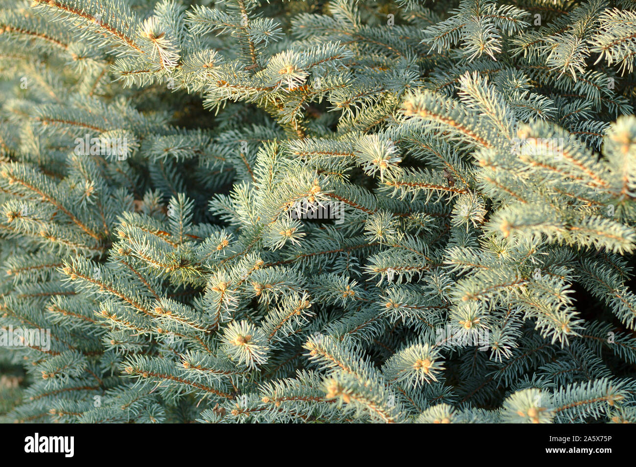 Christmas tree branches with short needles. Beautiful texture ...