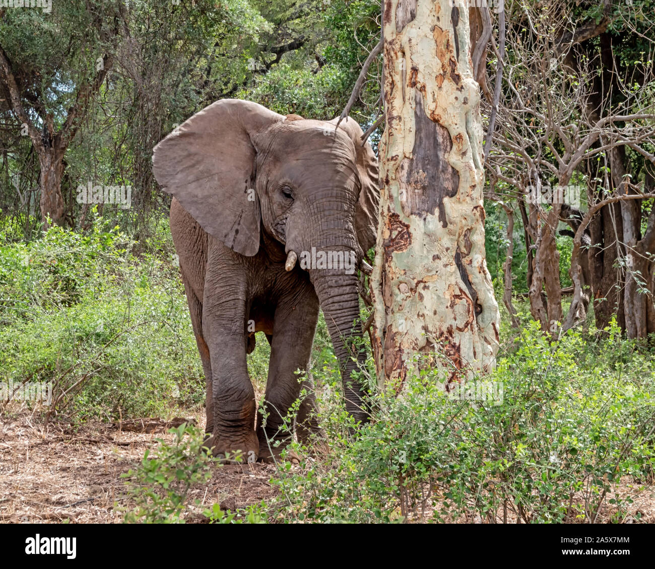 An African Elephant bull in Southern African forest Stock Photo - Alamy