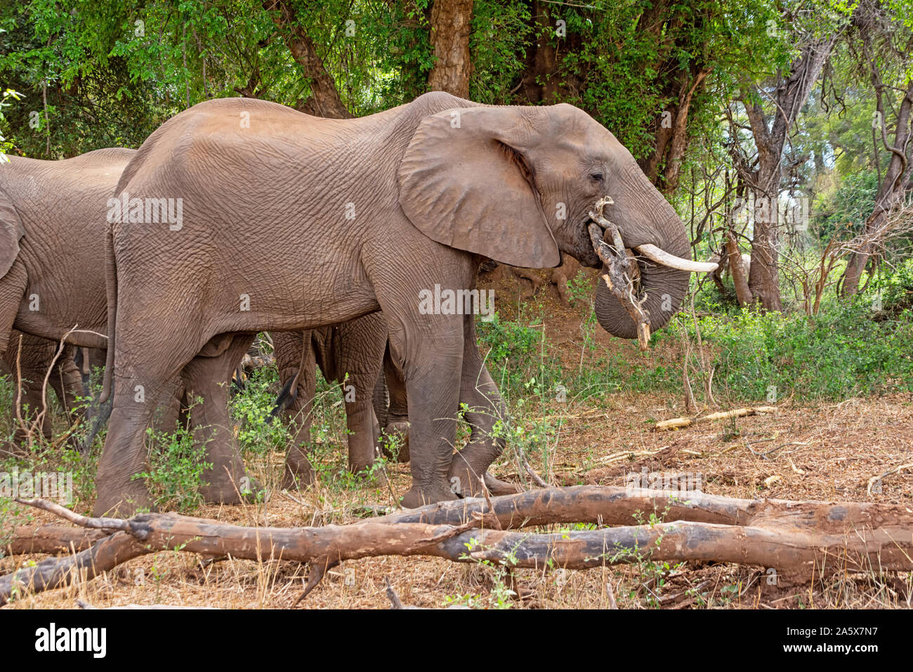 An African Elephant chewing on roots in Southern African forest Stock ...