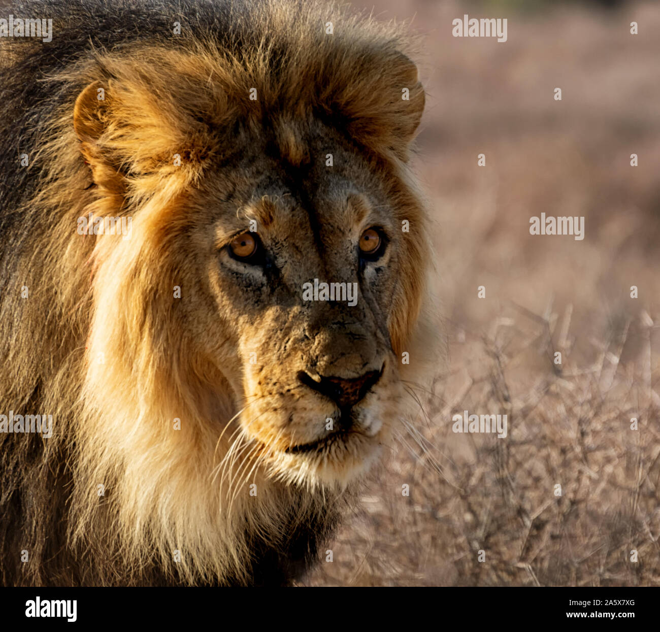 A male black-maned Lion in Southern African savannah Stock Photo - Alamy