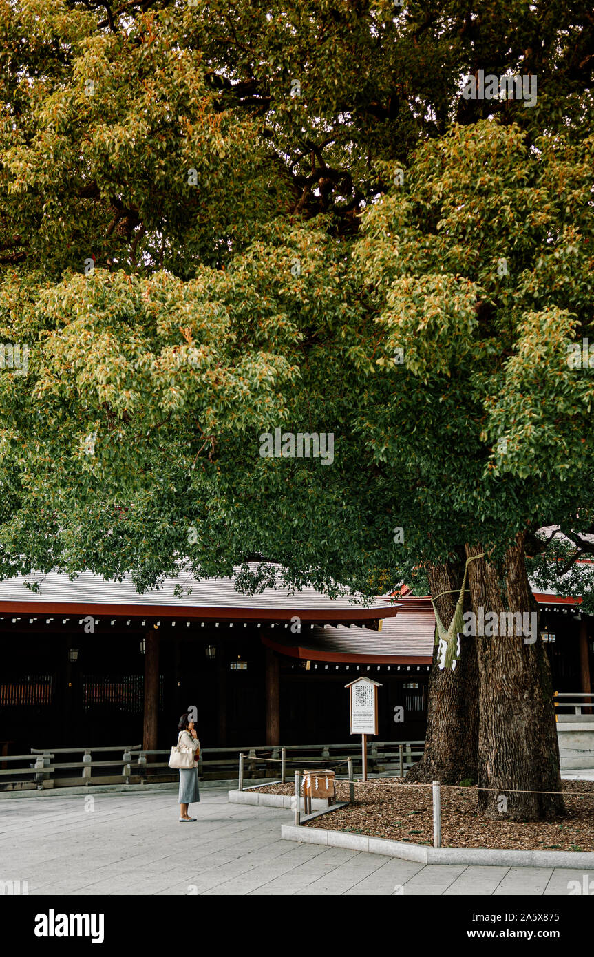 DEC 5, 2018 Tokyo, Japan - Meiji Jingu Shrine Historic old sacred tree ...