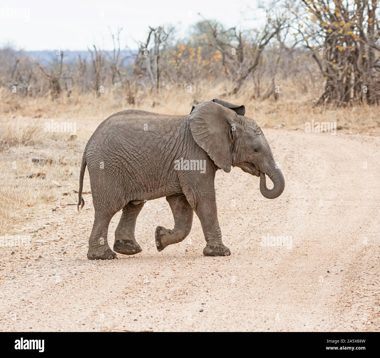 Elephant crossing a track hi-res stock photography and images - Alamy