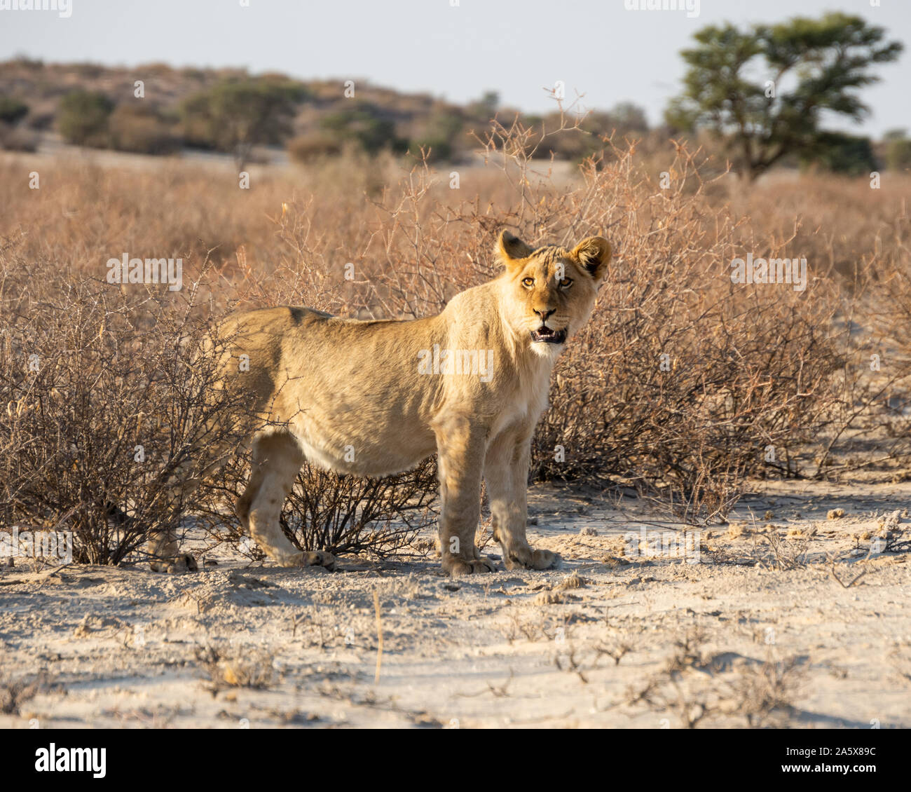 Fat lion hi-res stock photography and images - Alamy