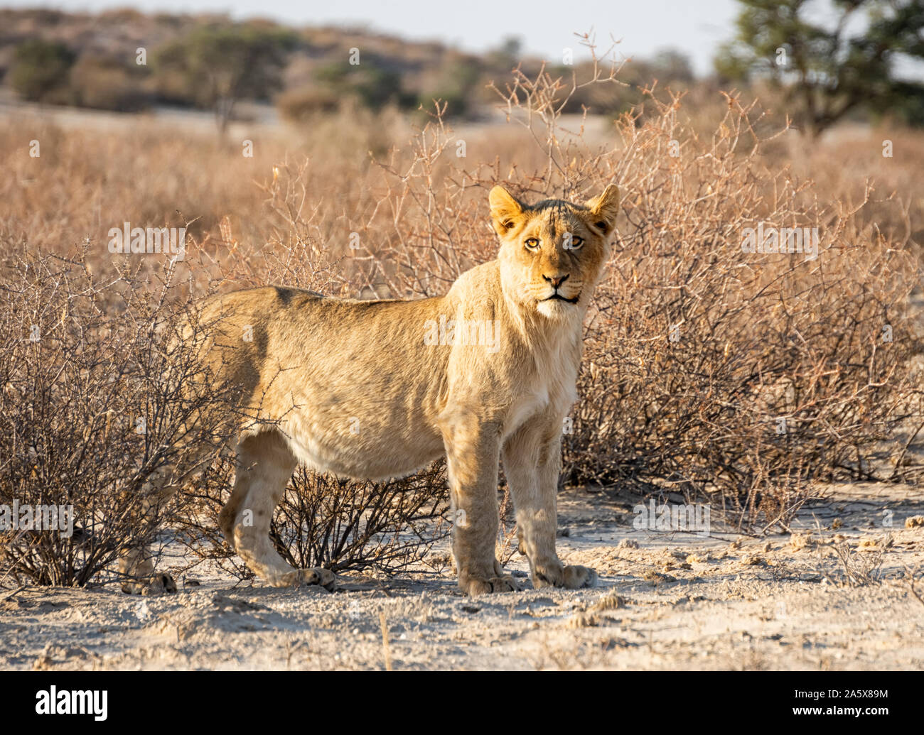 Fat lion hi-res stock photography and images - Alamy