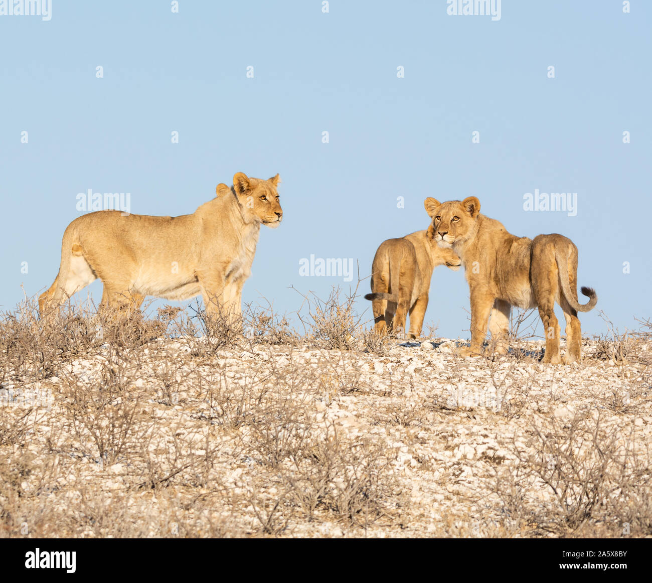 Lions head ridge hi-res stock photography and images - Alamy