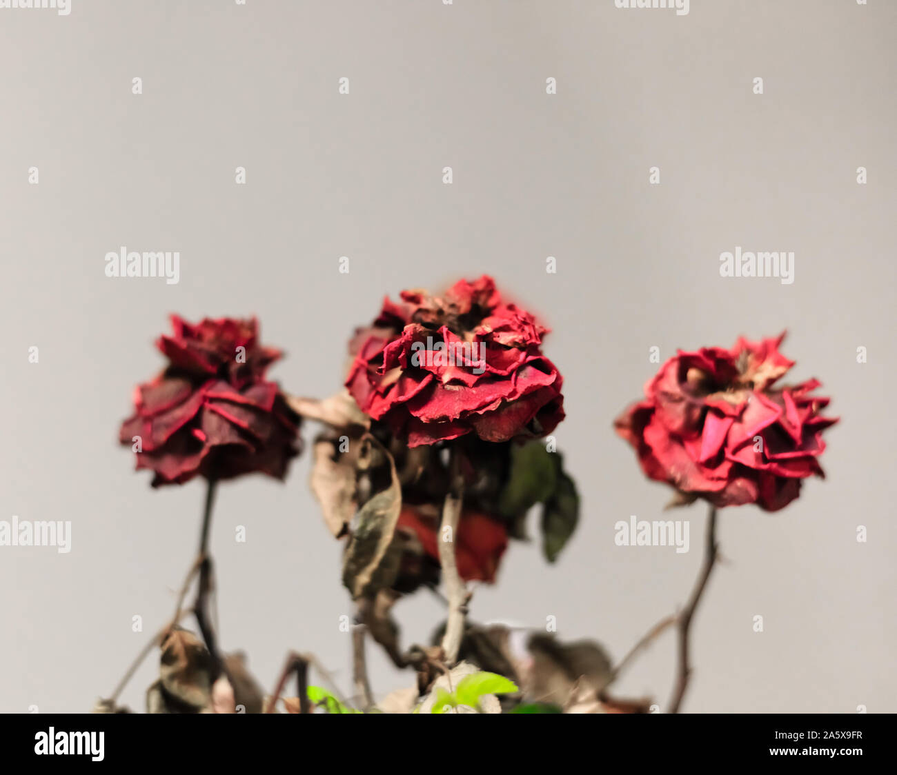 Res roses hi-res stock photography and images - Alamy