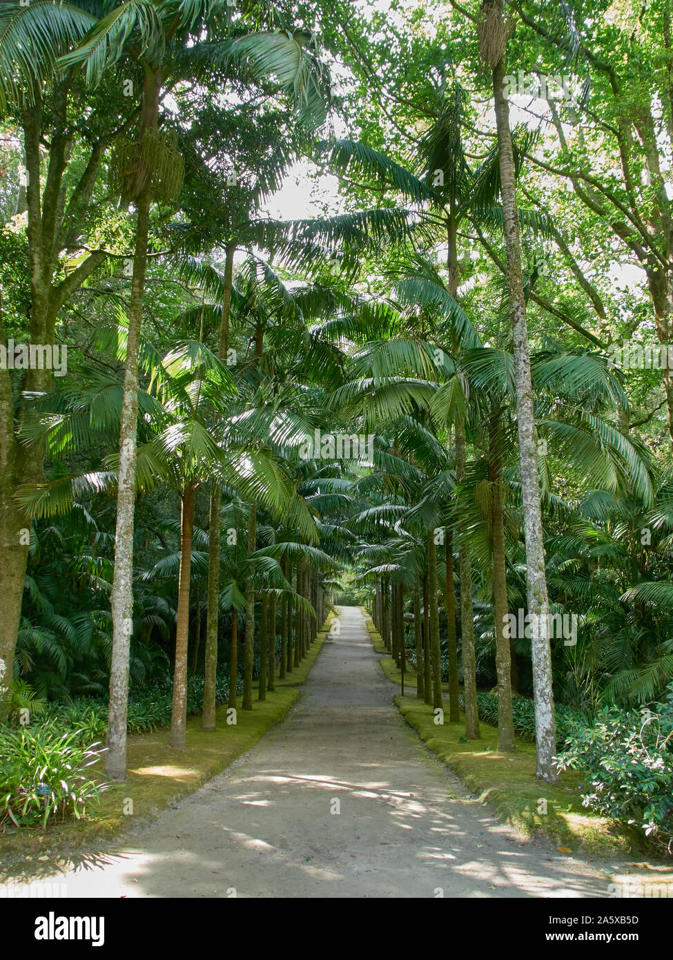 Landscape with large green tree Stock Photo - Alamy