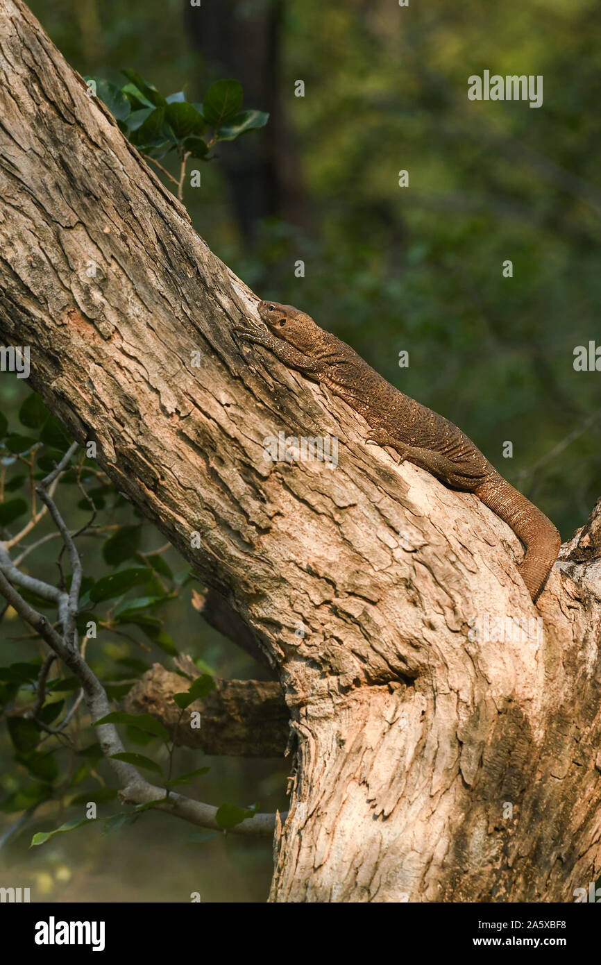 Bengal monitor or Indian monitor lizard or Varanus bengalensis on a ...